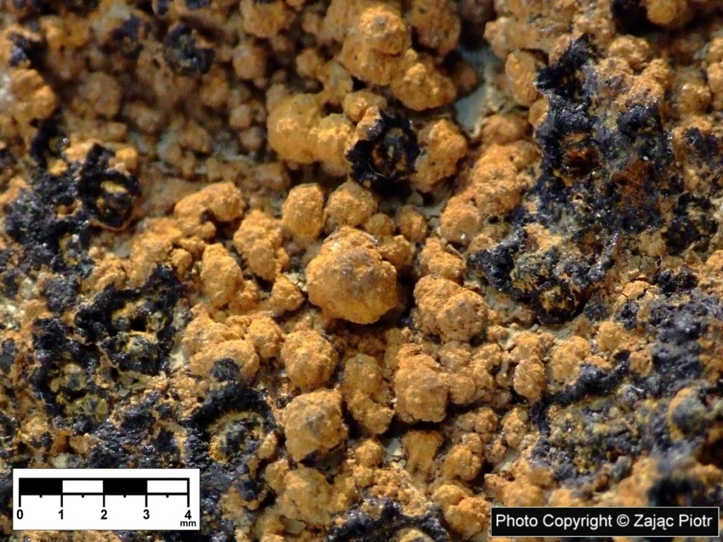 LIMONITE - Minerał Limonit